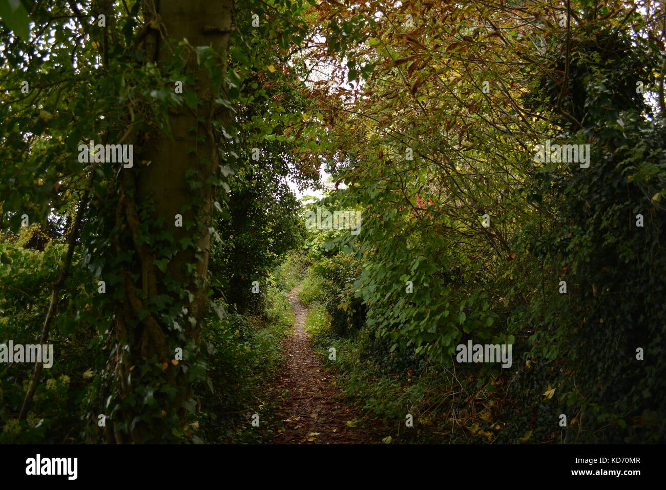 Green footpath UK Stock Photo - Alamy