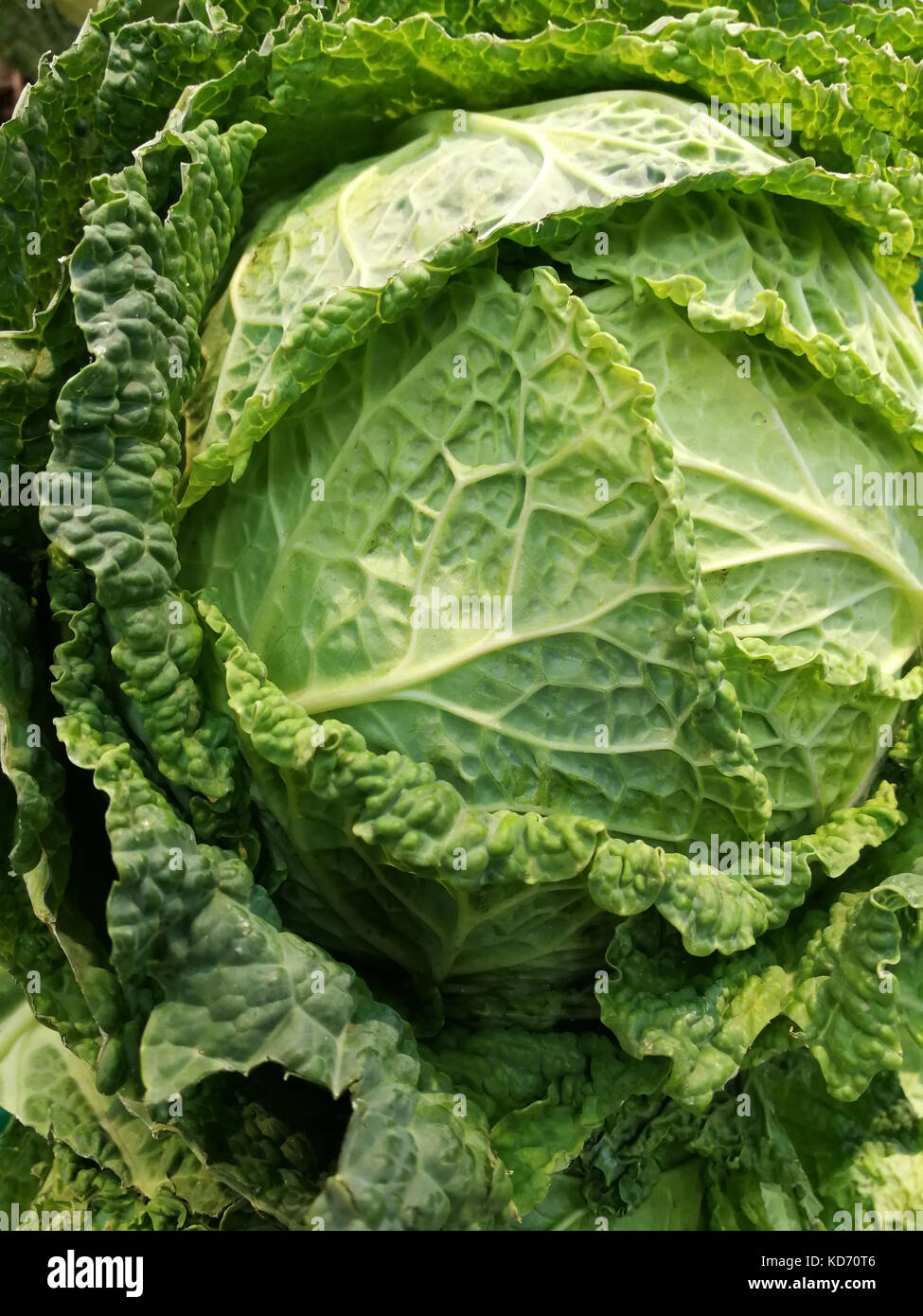 healthy green cabbage Stock Photo - Alamy