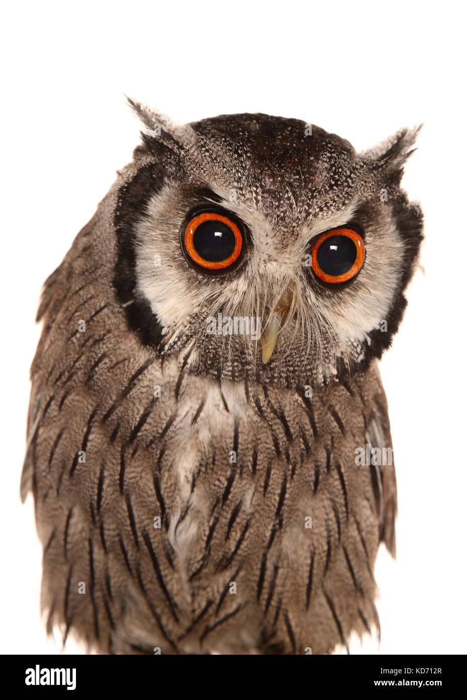Southern white-faced Scops Owl Ptilopsis granti Stock Photo - Alamy