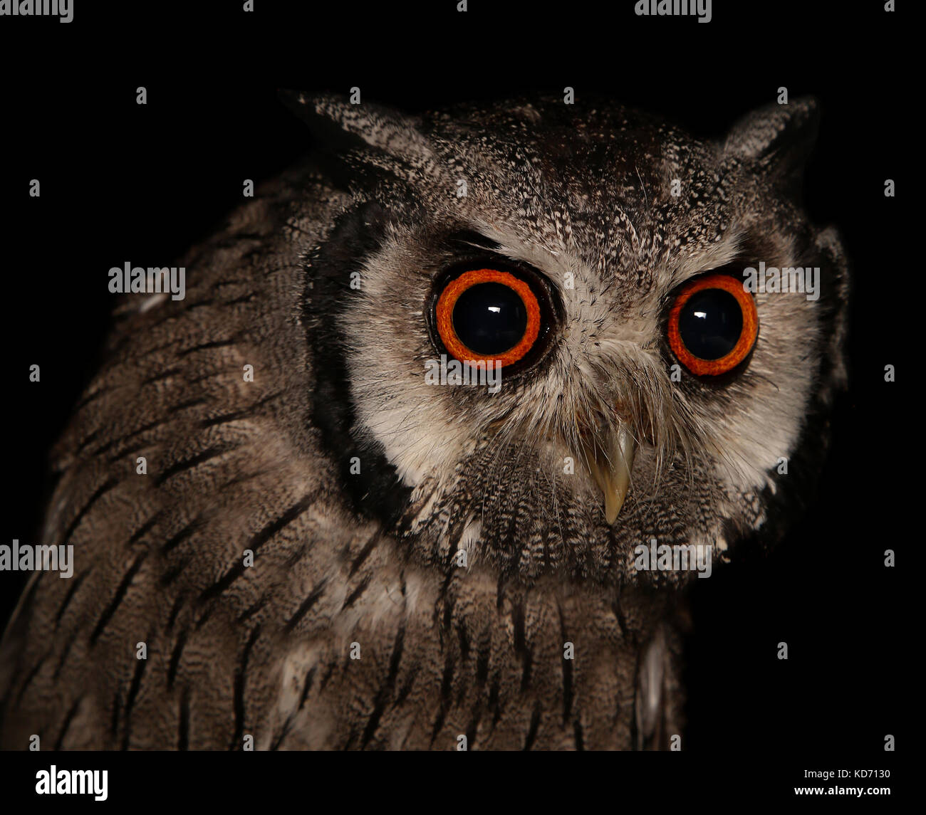 Southern white-faced Scops Owl Ptilopsis granti Stock Photo - Alamy