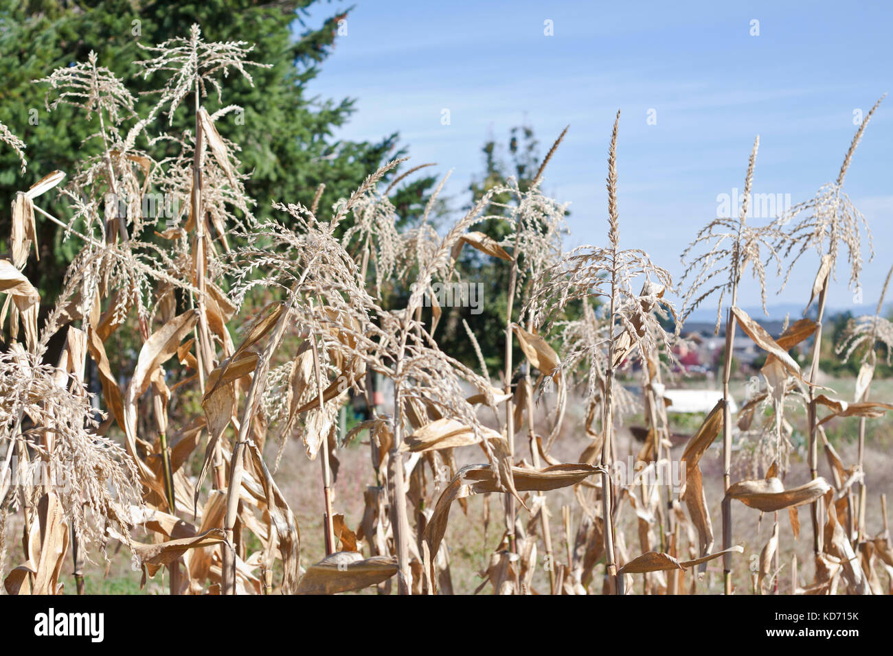 Dry cornstalks in autumn field Stock Photo - Alamy