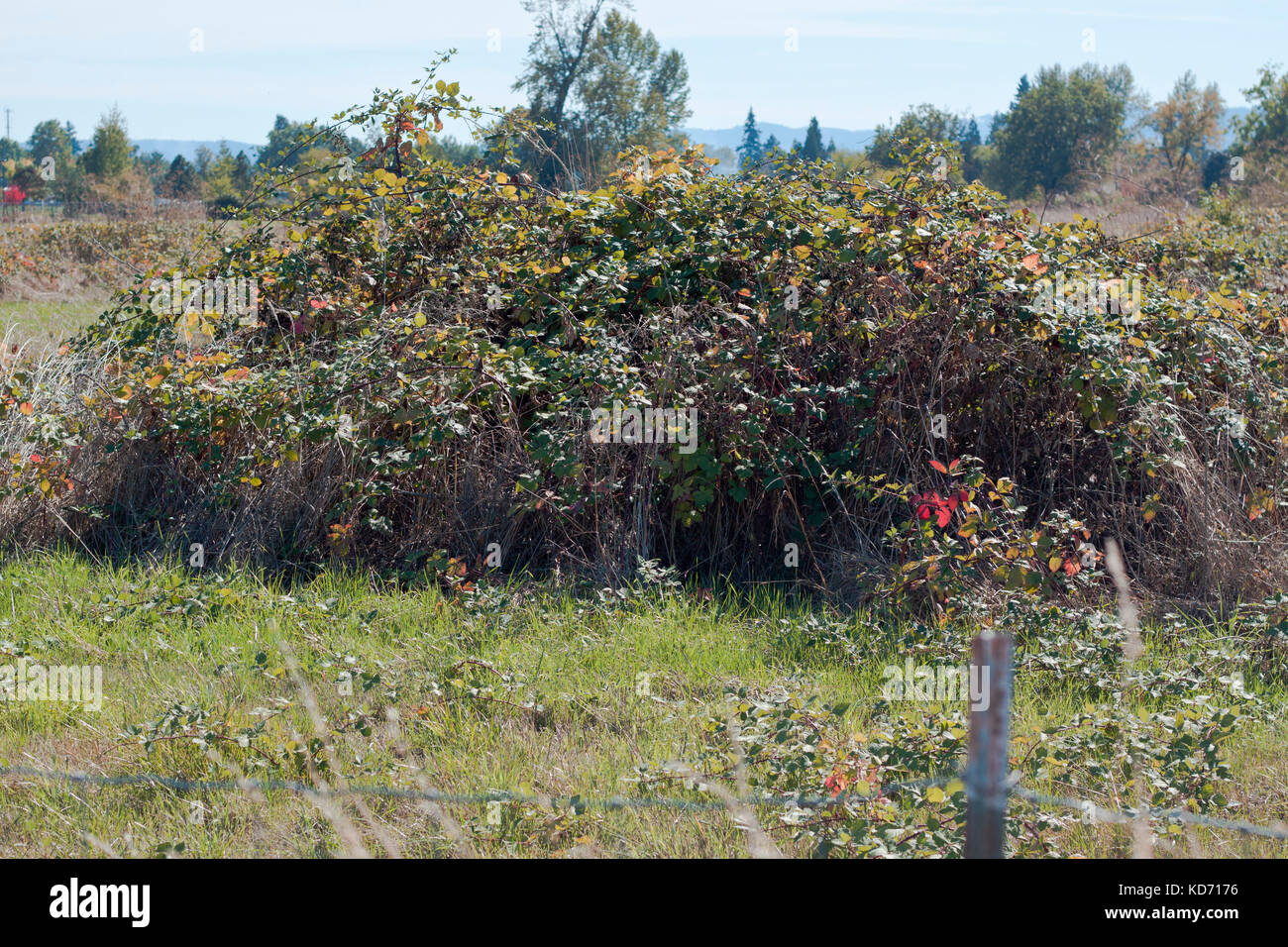 Large blackberry bush in field Stock Photo - Alamy