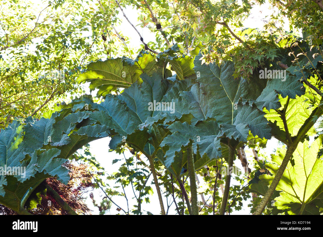 Large gunnera hi-res stock photography and images - Alamy