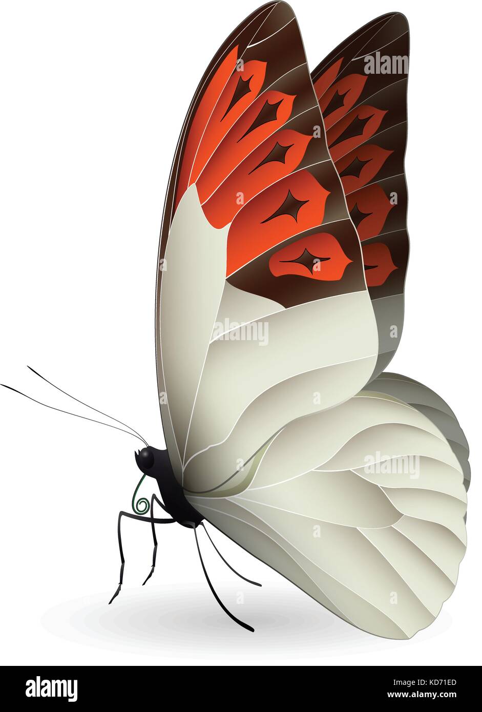 Pieridae yellow Stock Vector Images - Alamy