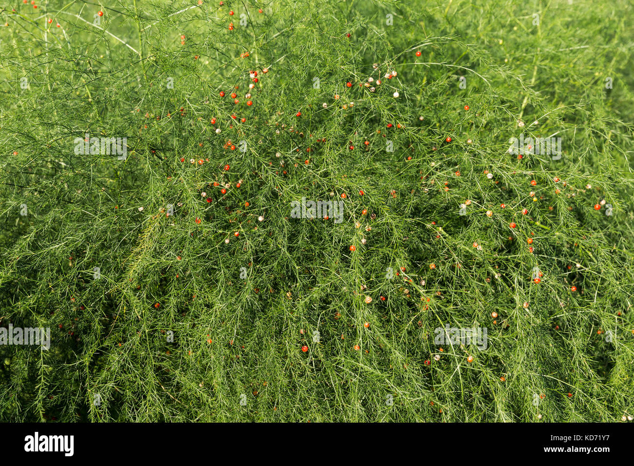 Mature asparagus plant hi-res stock photography and images - Alamy