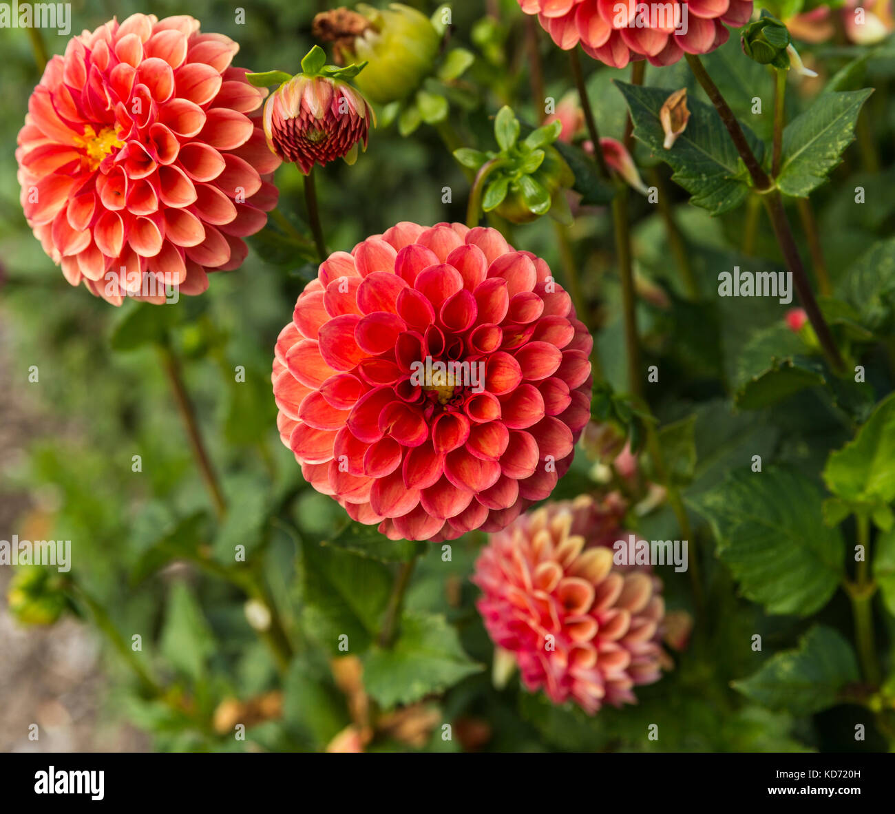 Blooming dahlia flower Valley Rust Bucket Stock Photo - Alamy