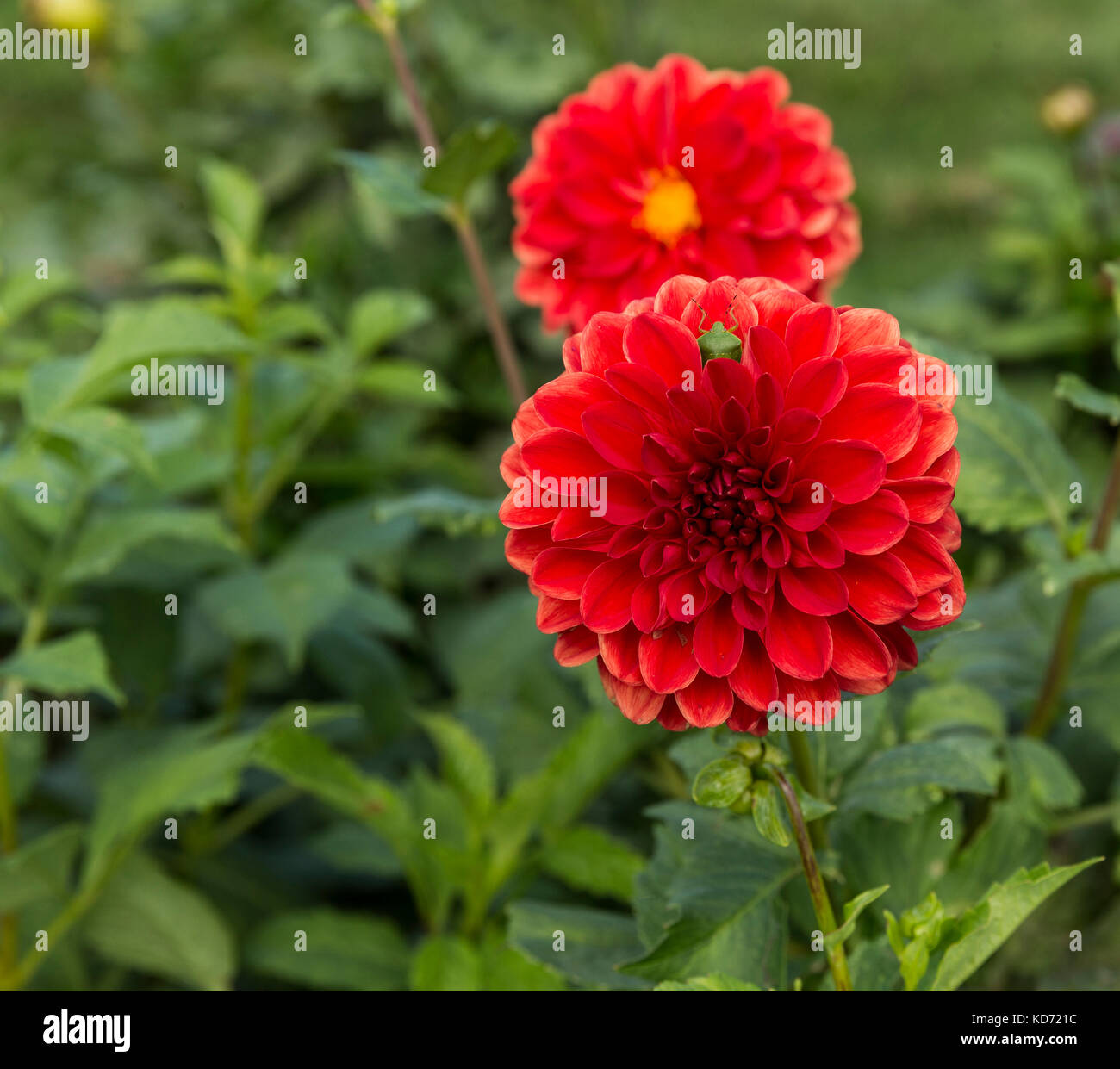 Blooming dahlia flower Puget Sparkle with green stinkbug Stock Photo ...