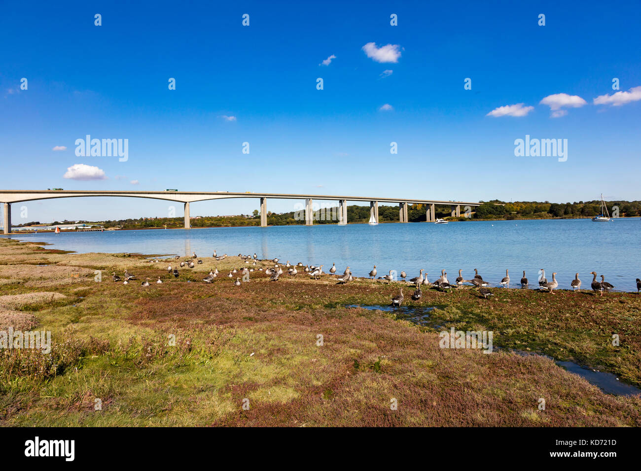 The River Orwell Bridge is the backdrop for a flock of geese gathered ...