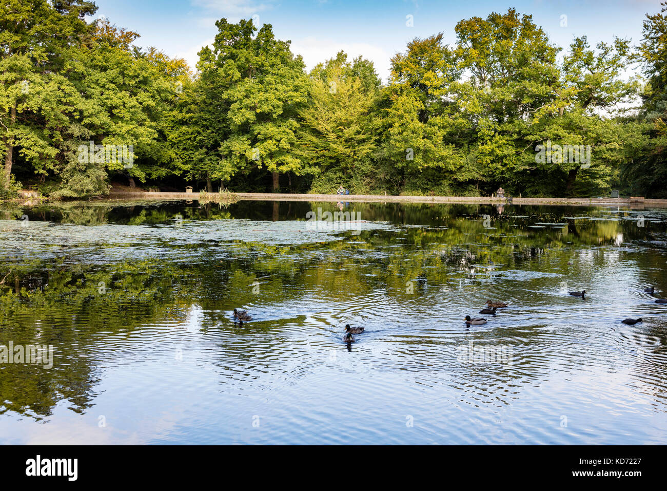 Anglers on the Lilly ponds at Keston Common a popular fishing spot ...