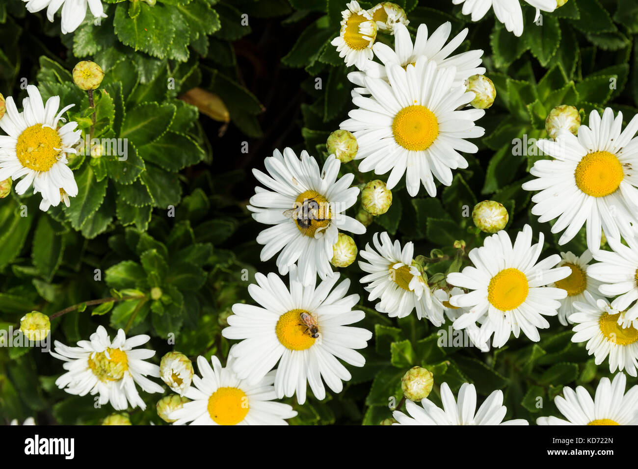 Blooming Montauk daisy flower with honey bee and bumble bee Stock Photo ...