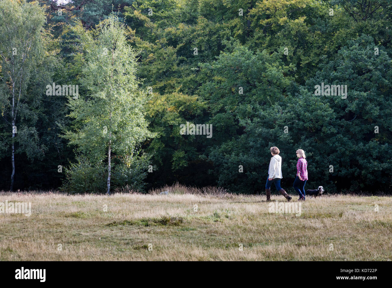 Keston common lakes hi-res stock photography and images - Alamy