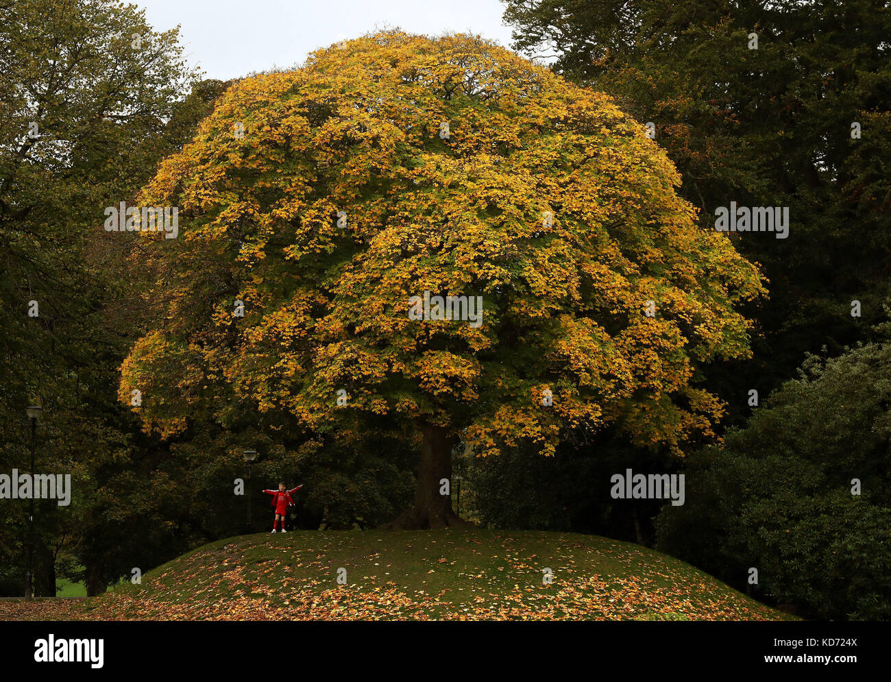 Autumnal colours are displayed on a tree in Callendar Park in Falkirk ...