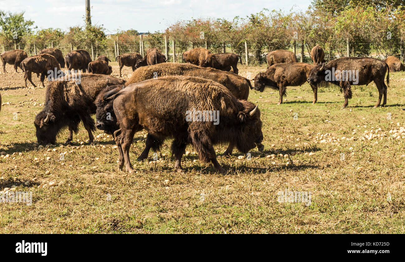 American bison eating potatoes on a farm Stock Photo - Alamy