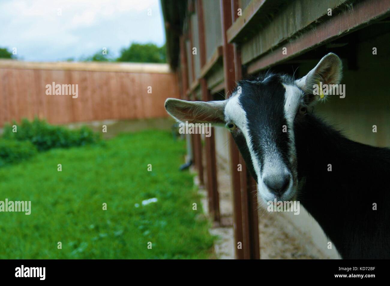 Pet goats hi-res stock photography and images - Alamy