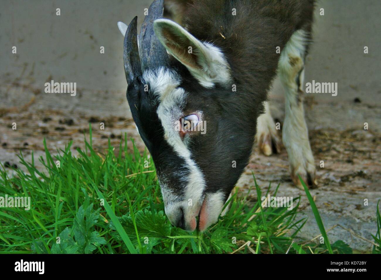 Goat Eating Grass Not Field High Resolution Stock Photography and ...
