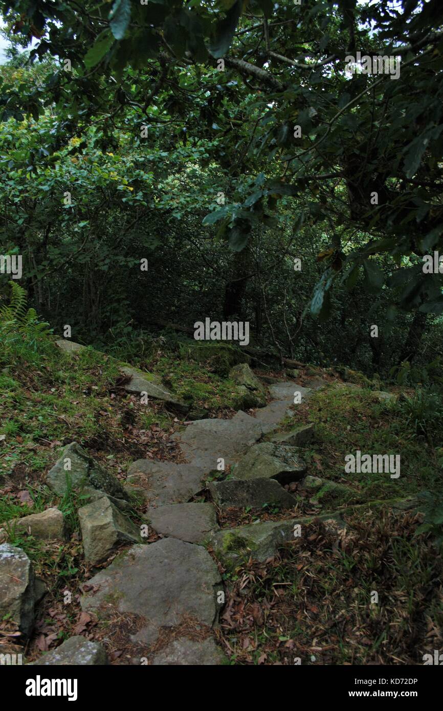 Stone Path Through The Trees In Rostrevor Forest, Northern Ireland ...