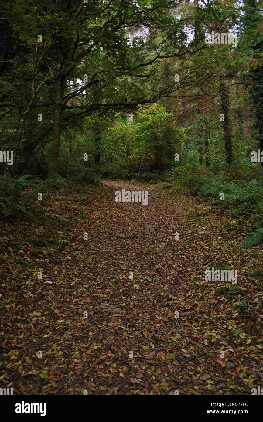 A Pathway Covered In Leaves Going Through The Trees In Rostrevor Forest ...