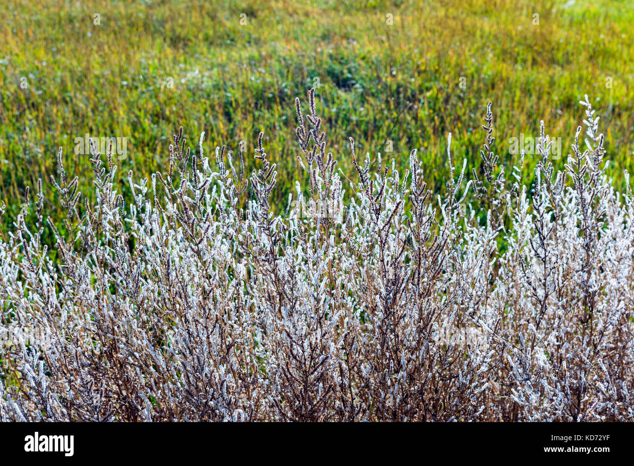 Frost covered Kochia; scoparia; growing on Vandaveer Ranch pasture ...