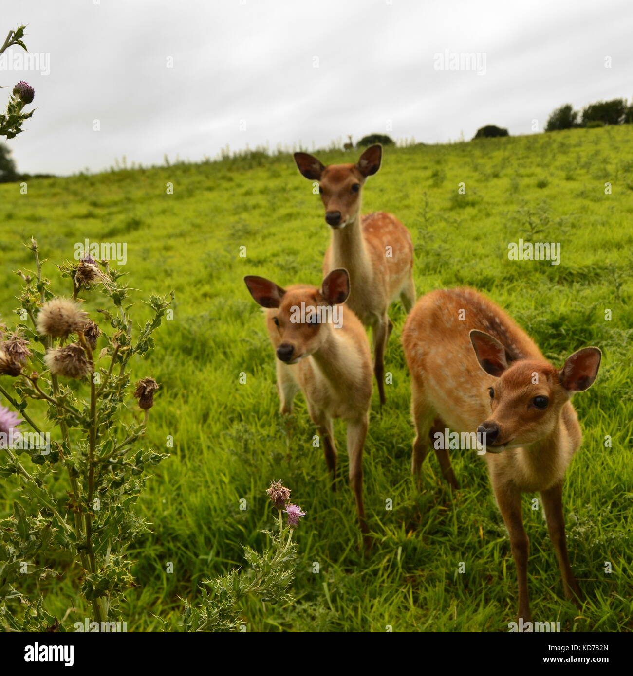 Curious Deer in Ireland Stock Photo - Alamy