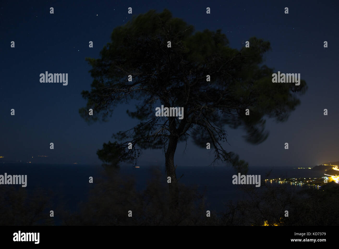 a pine tree under the night sky with stars and the ocean on the ...
