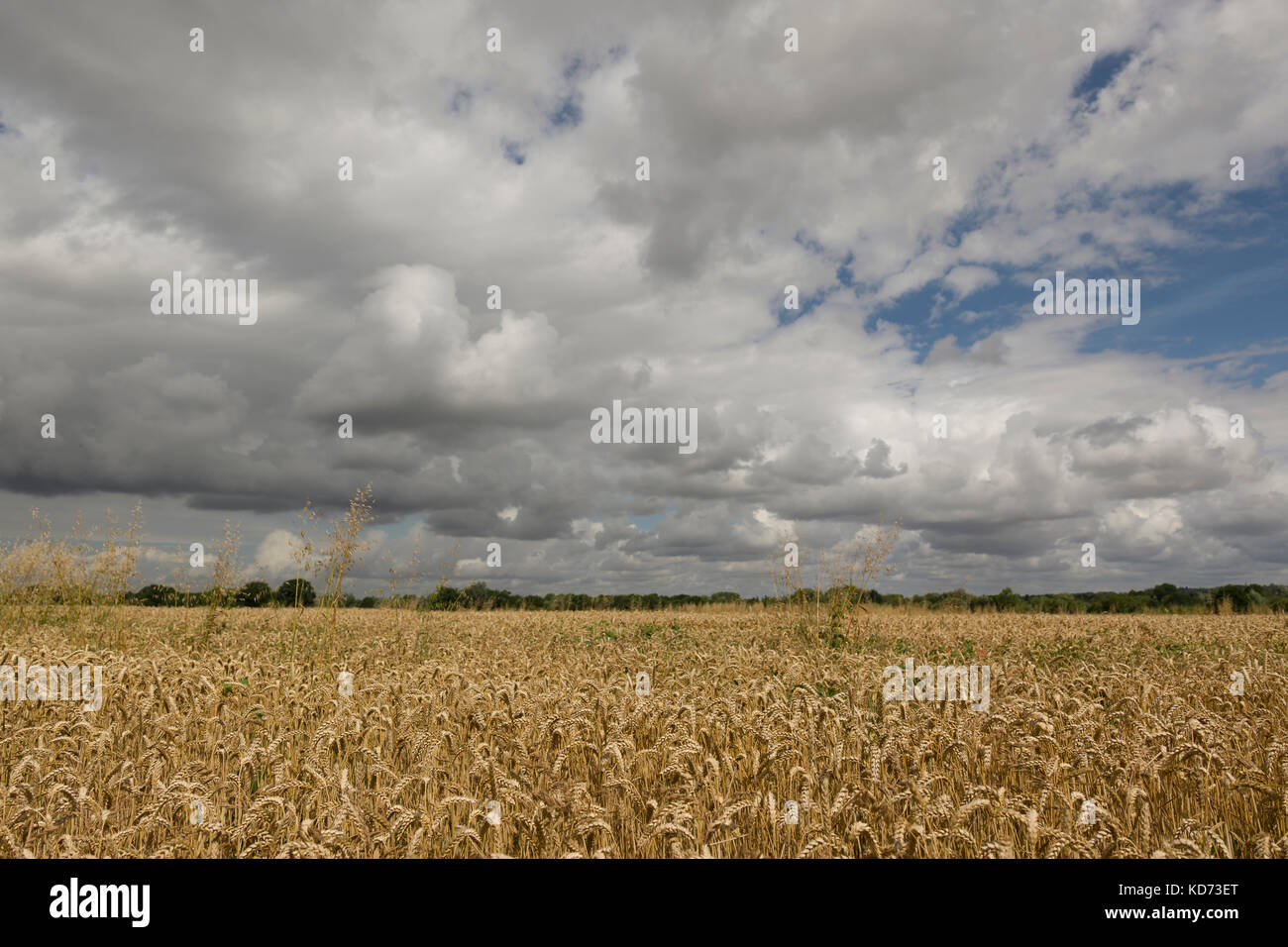 Harvest fields hi-res stock photography and images - Alamy