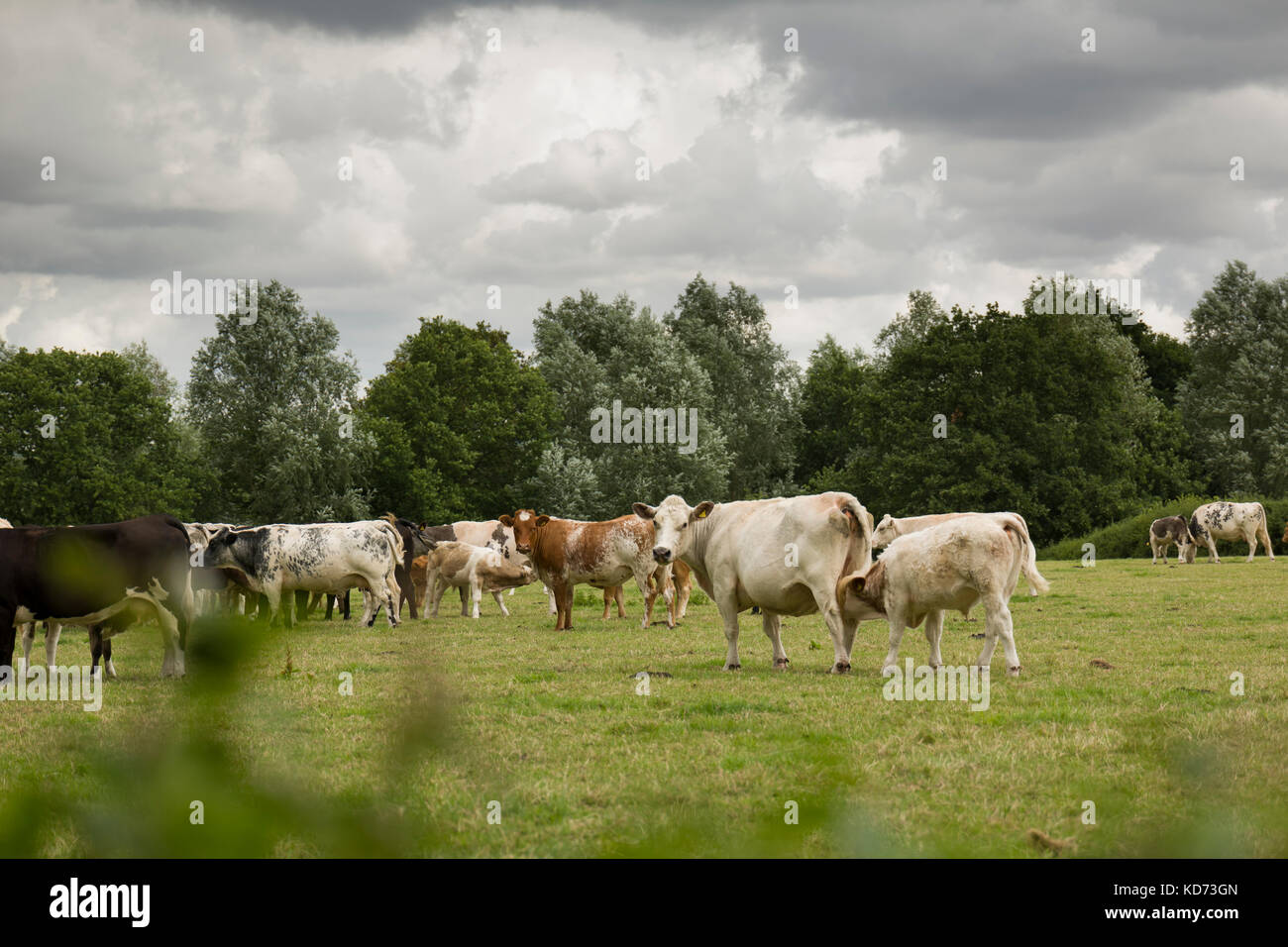 cows in field Stock Photo - Alamy