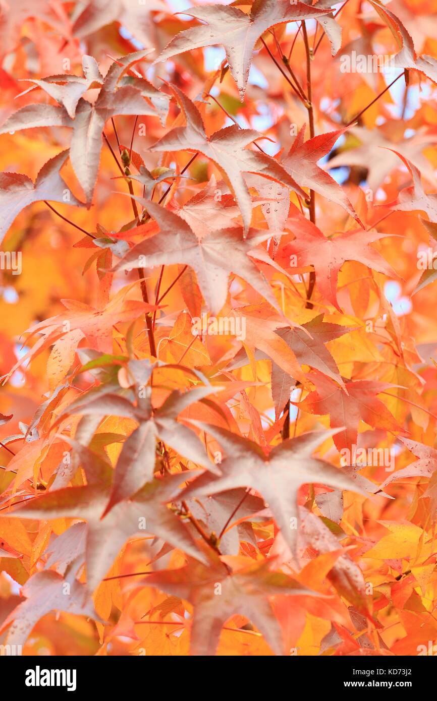 Maple tree in fall Stock Photo - Alamy