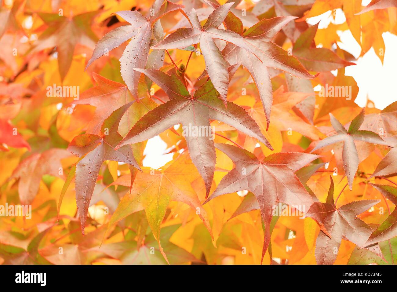 Maple leaves in fall Stock Photo - Alamy
