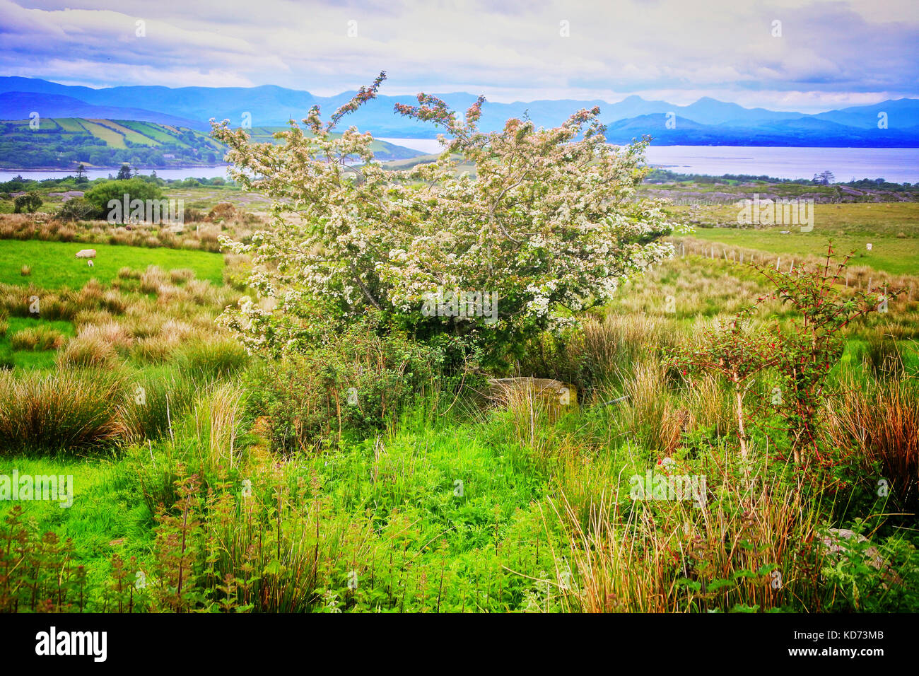 Mayflower tree hi-res stock photography and images - Alamy