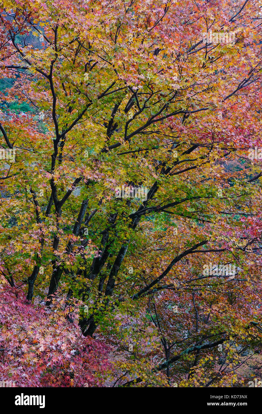 Autumn forest in Kyoto Japan. Kyoto served as Japan capital and the ...