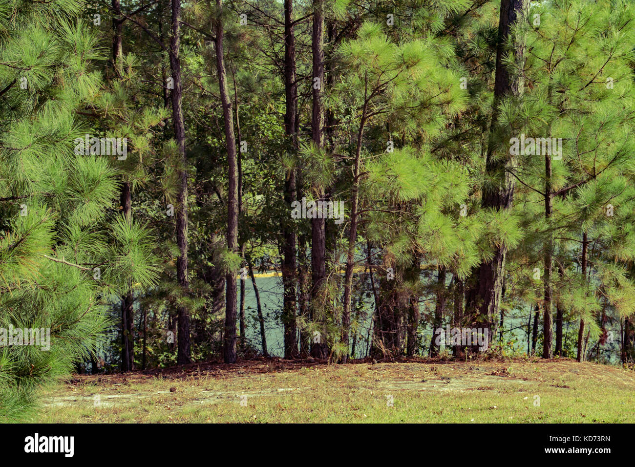 Cool coastal forest hi-res stock photography and images - Alamy