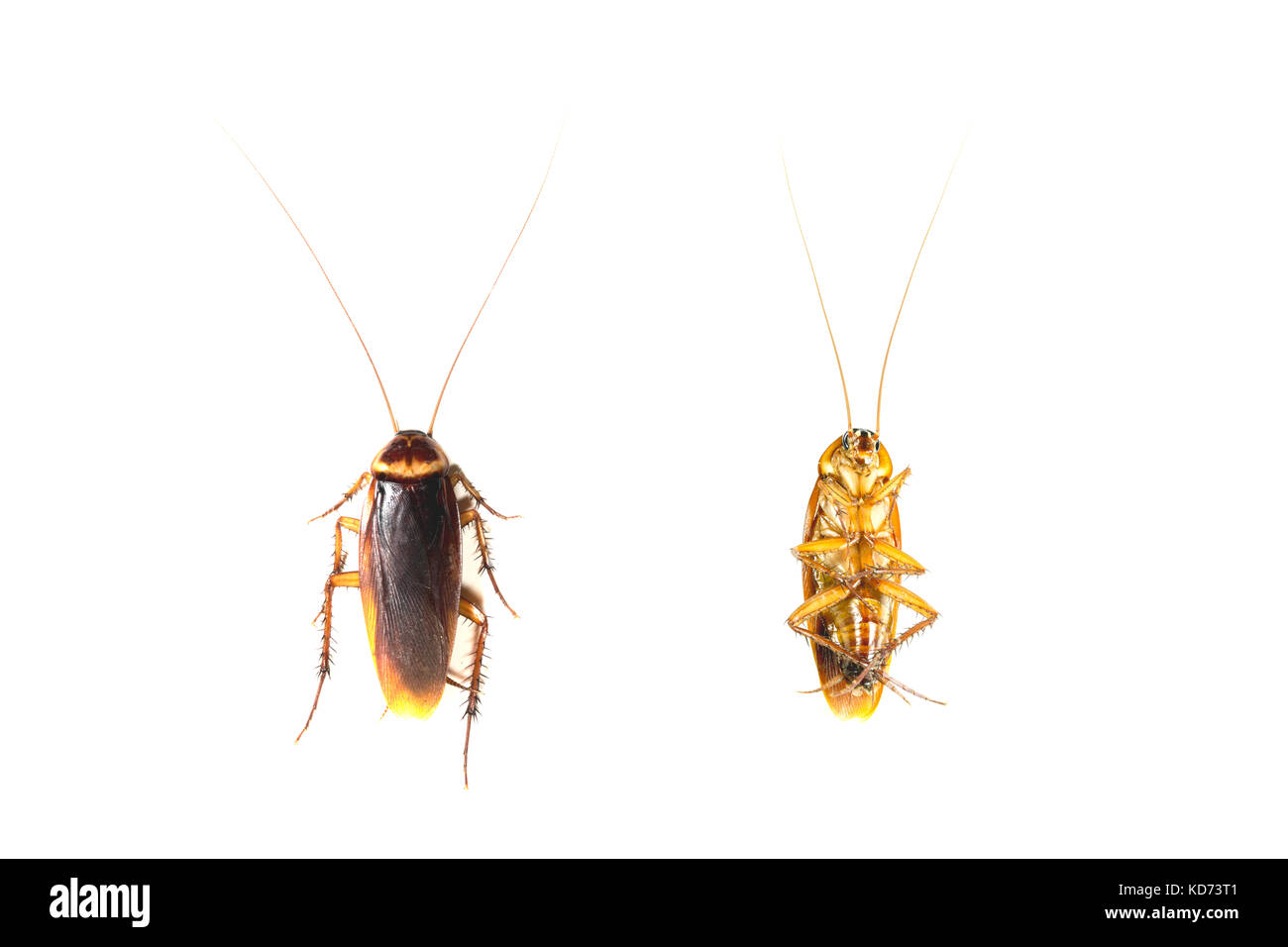 Cockroaches Kitchen High Resolution Stock Photography and Images - Alamy