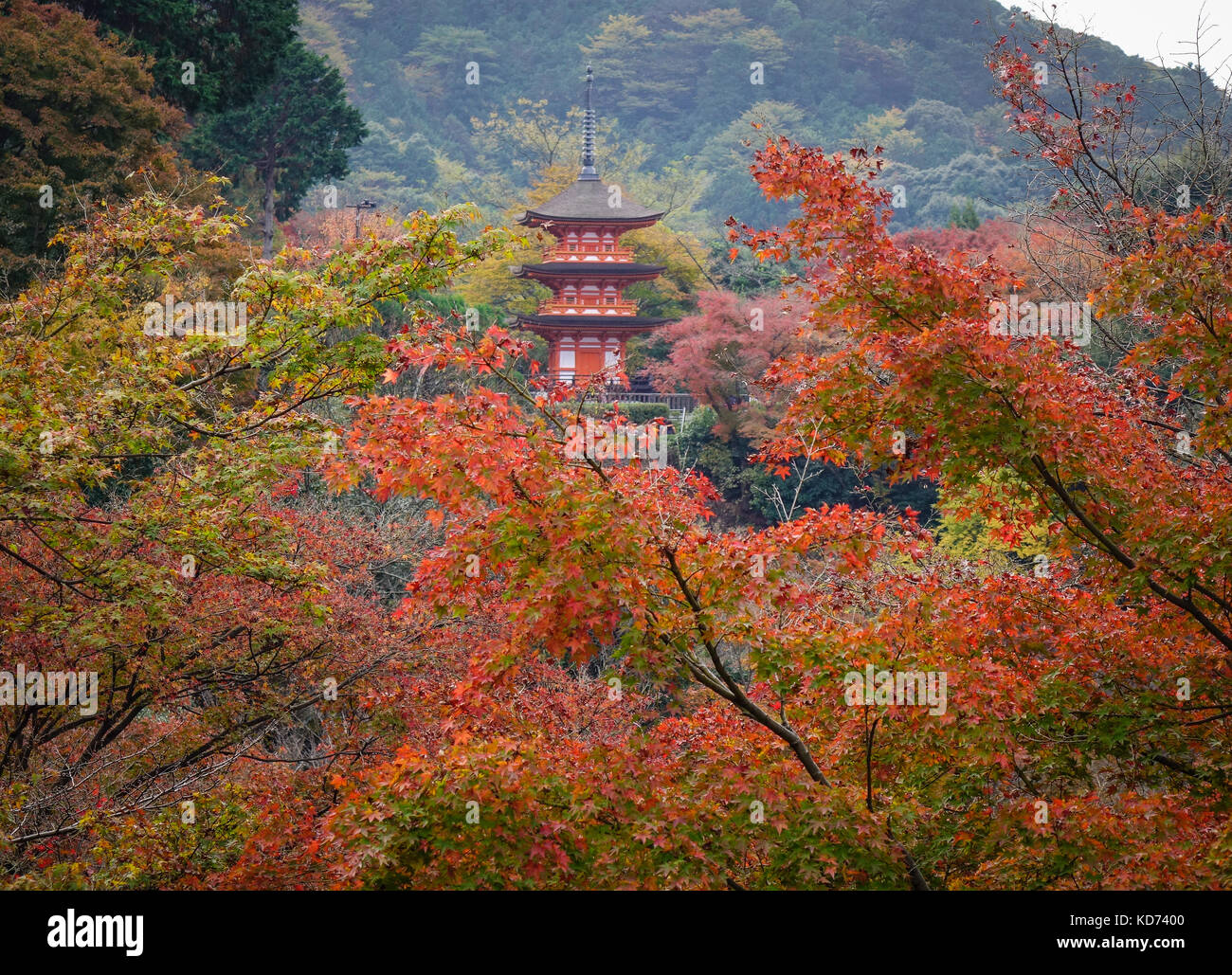 Autumn trees with the temple in Kyoto Japan. Kyoto served as Japan ...