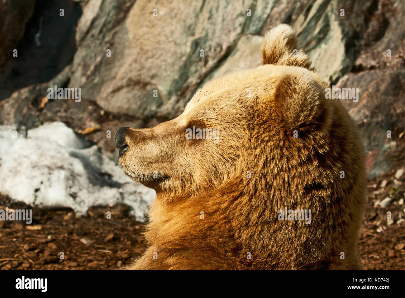 Profile of a bear hi-res stock photography and images - Alamy