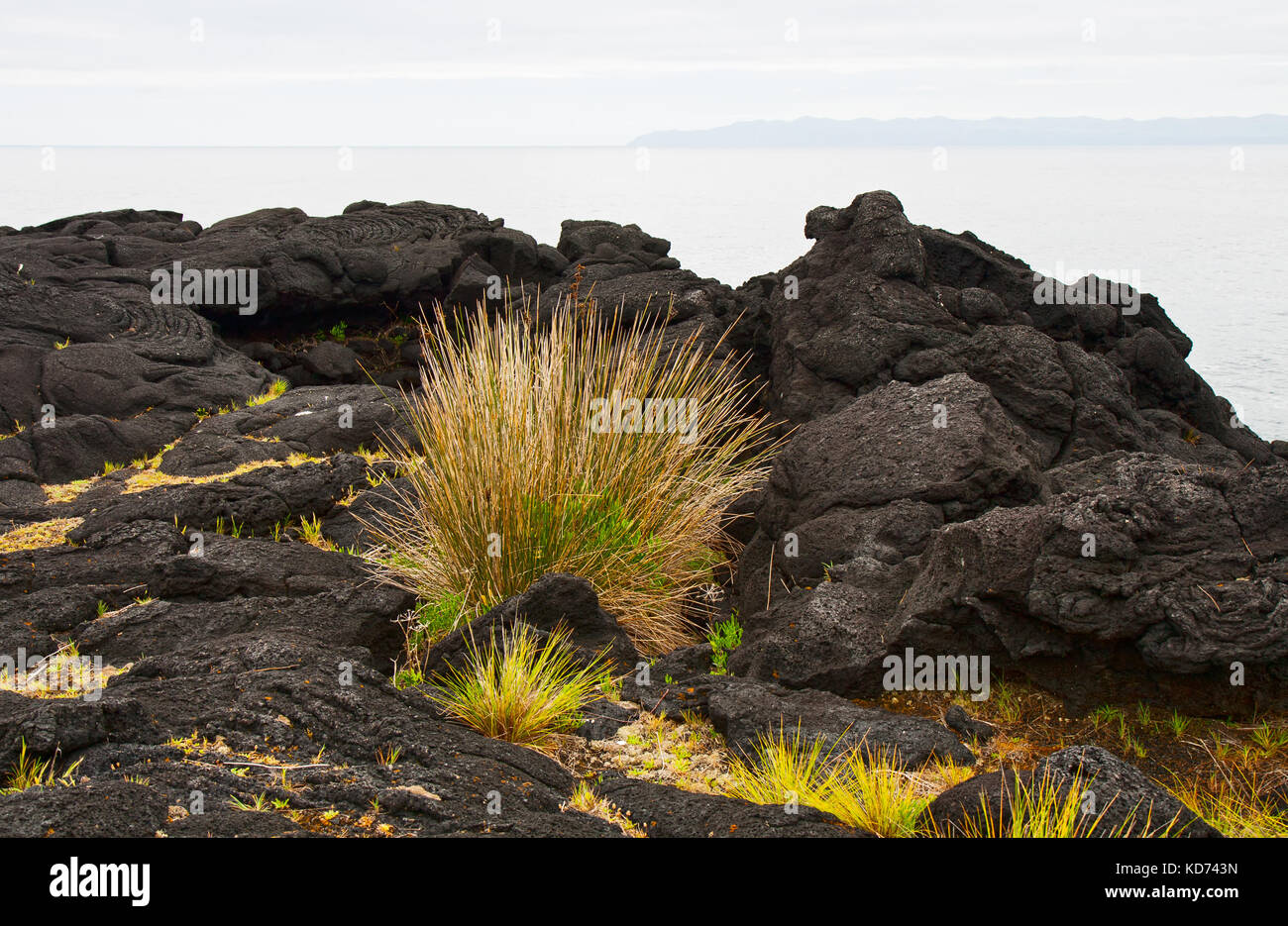 Lava vegetation hi-res stock photography and images - Alamy