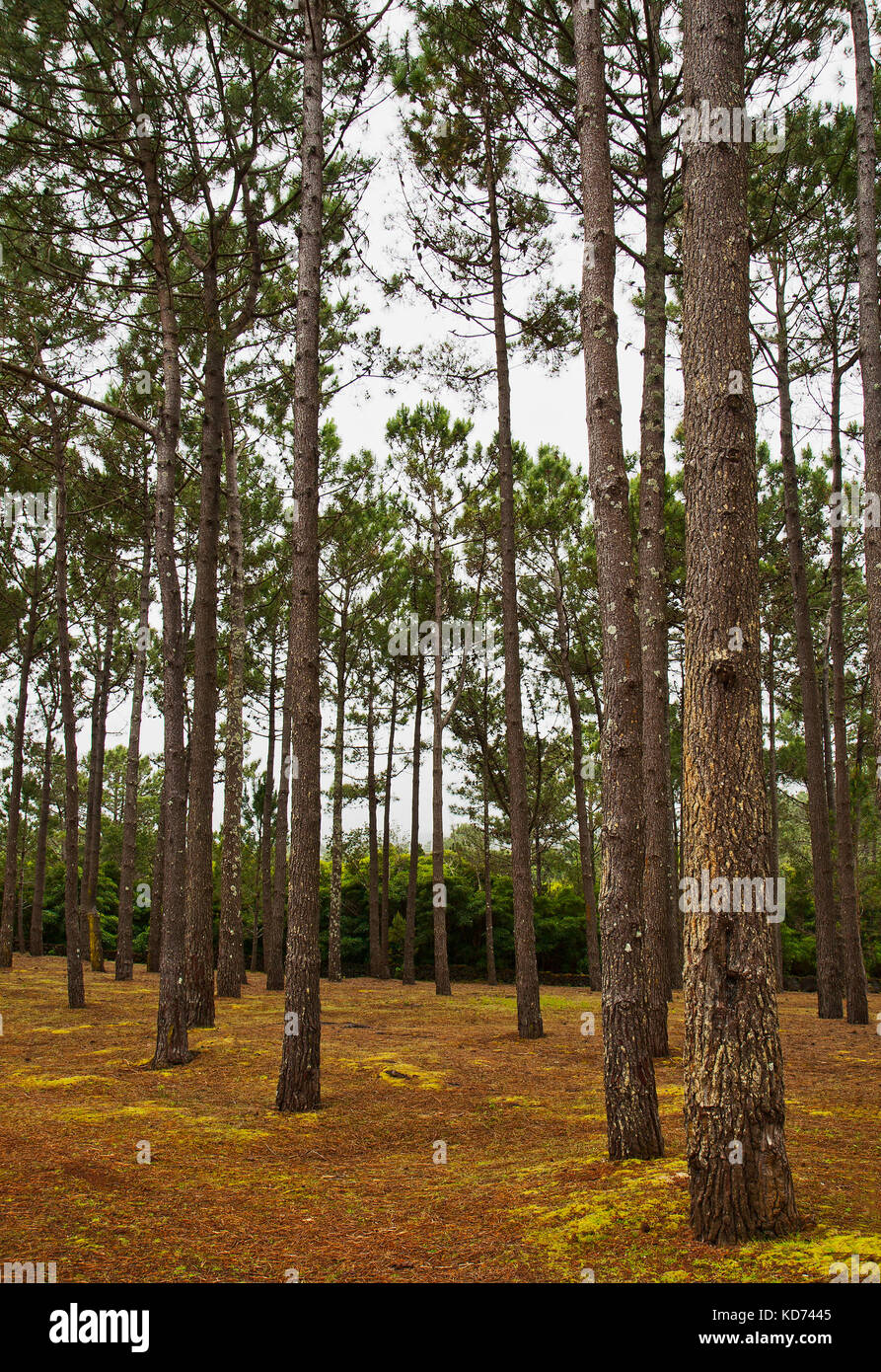 Light the pine forest of the big pines Stock Photo - Alamy