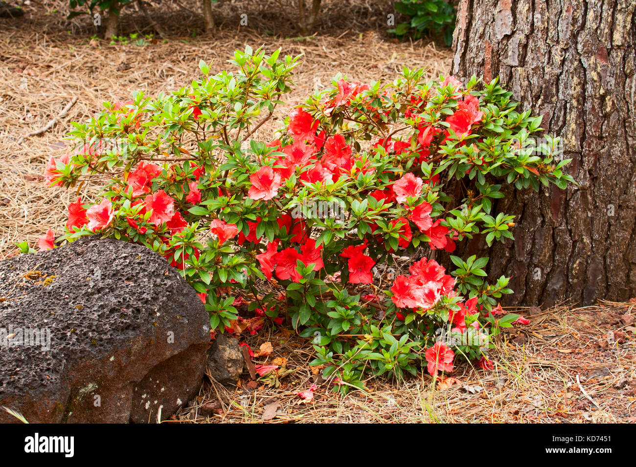 Flowering shrub azaleas in natural conditions Stock Photo - Alamy