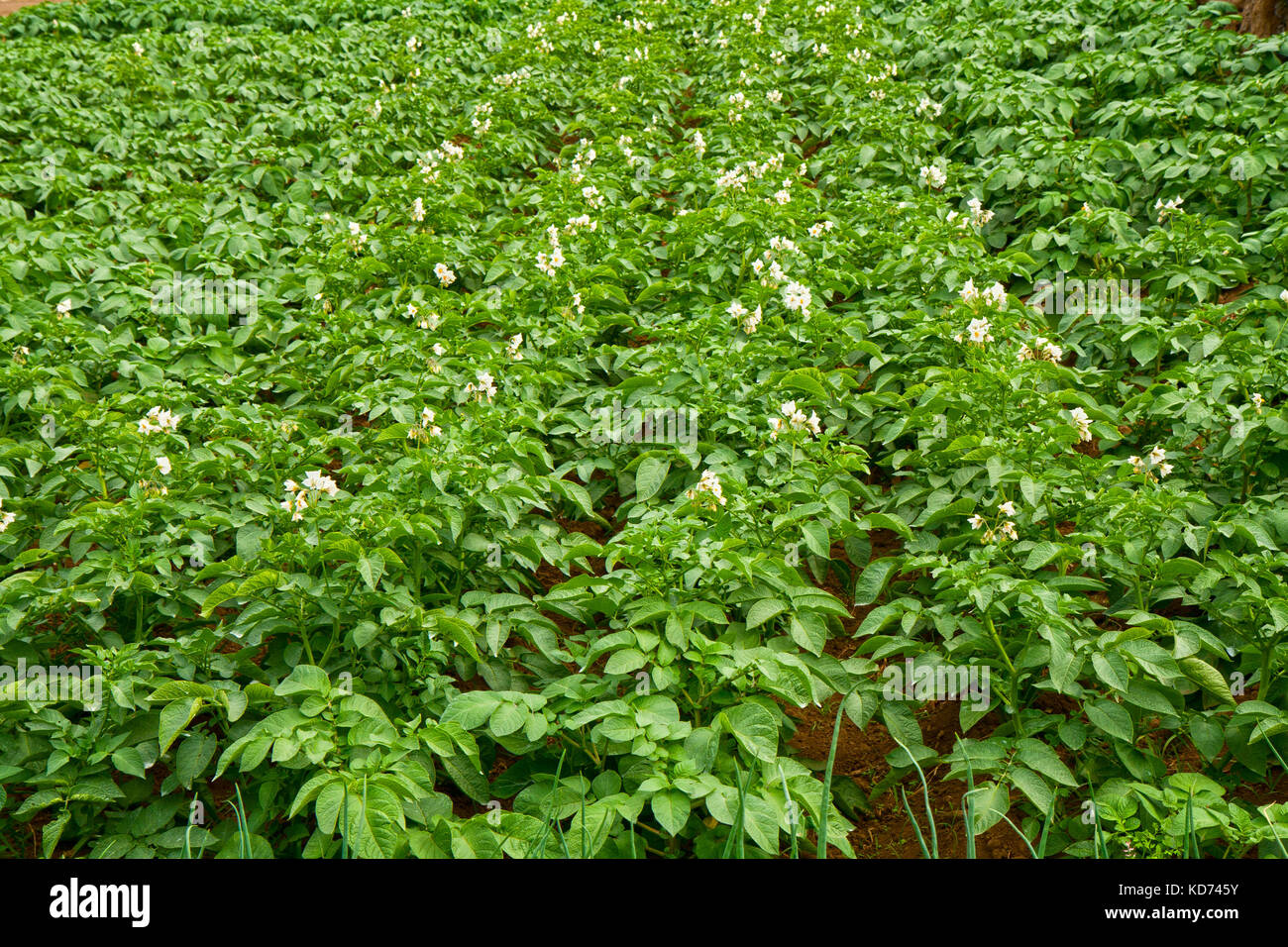 Long furrows of flowering potato plant Stock Photo - Alamy