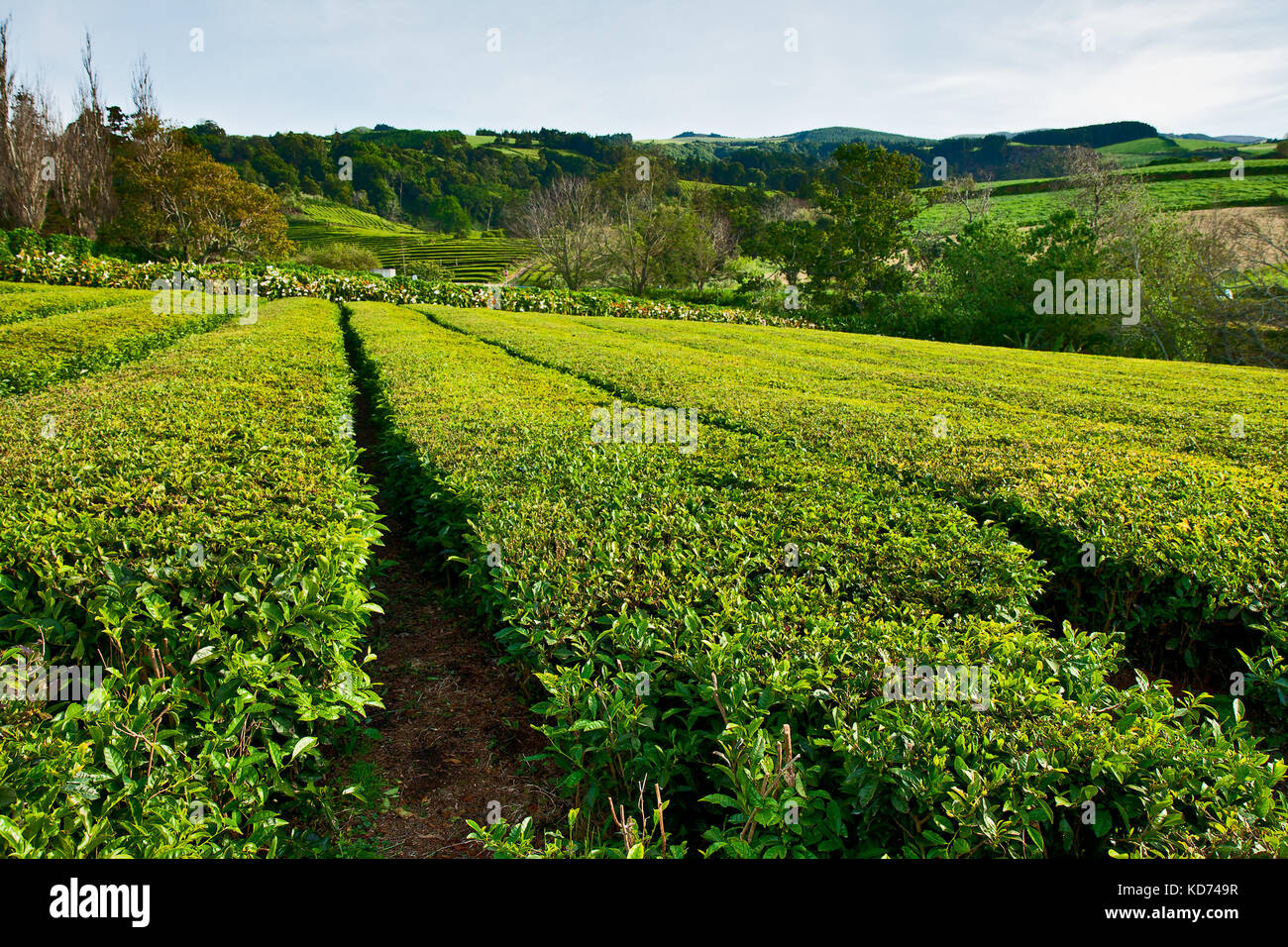 Tea farm on island Sao Miguel, Azores Stock Photo - Alamy