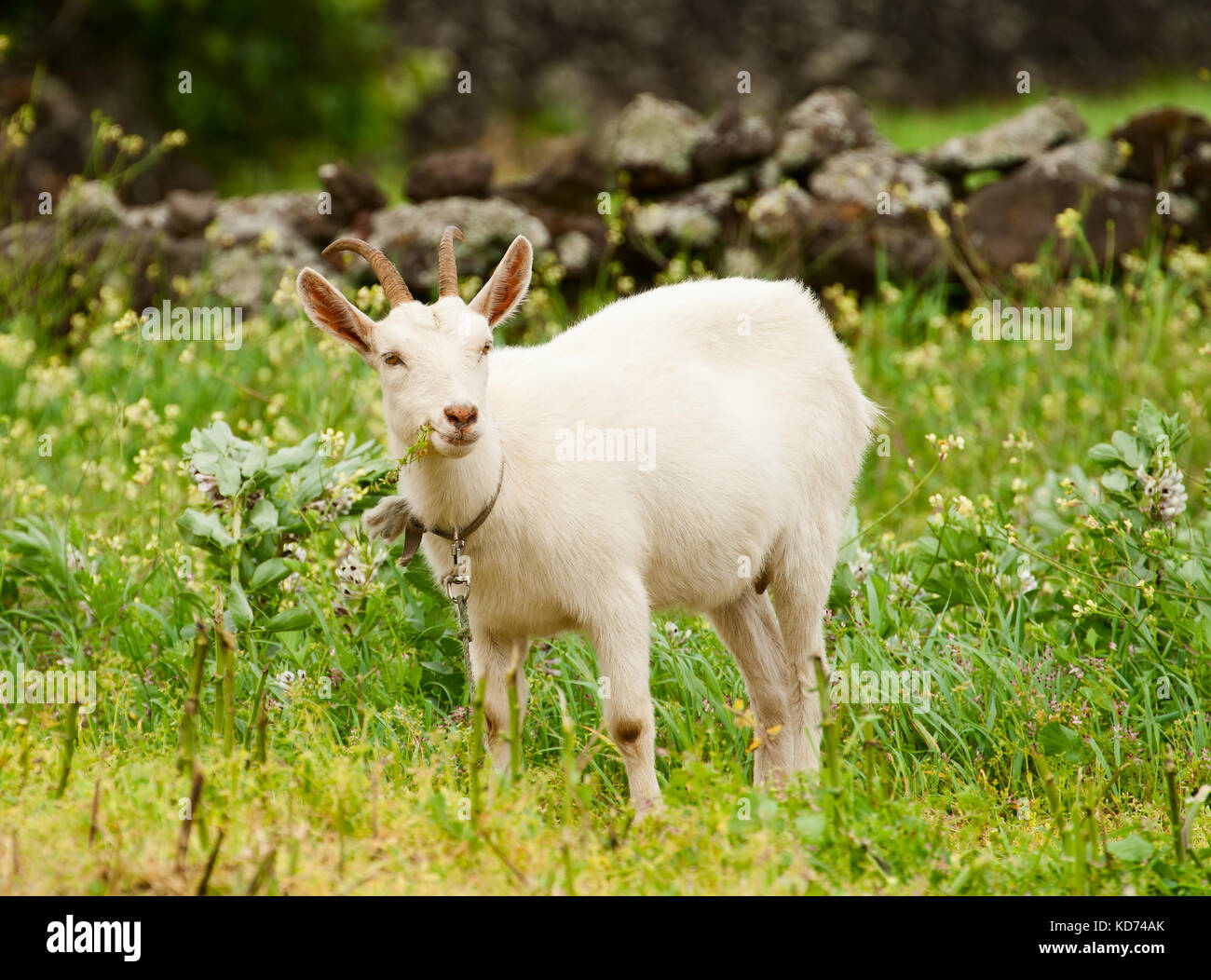 Goat with a blade of grass in a mouth Stock Photo - Alamy