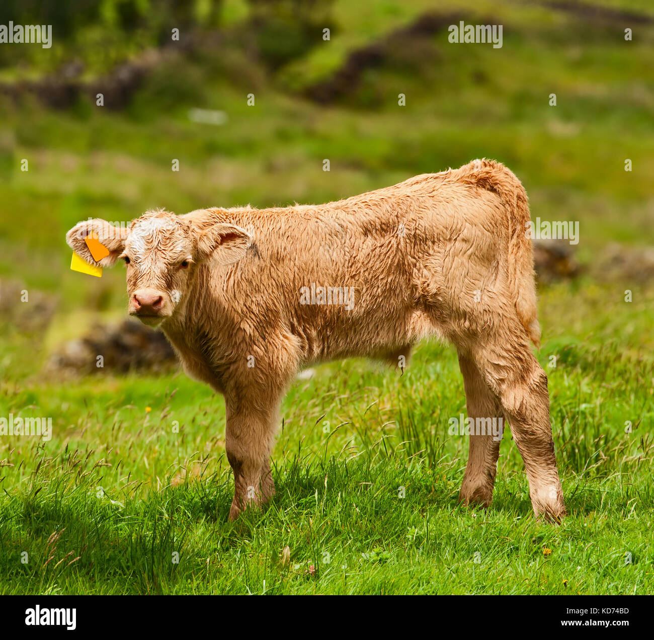 Little cute cow calf hi-res stock photography and images - Alamy