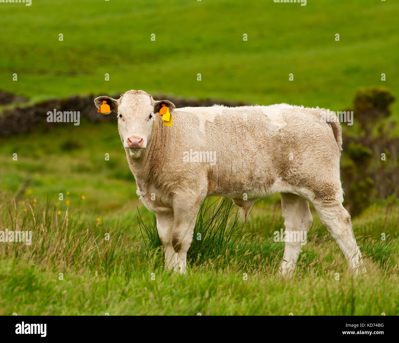 Little cute cow calf hi-res stock photography and images - Alamy