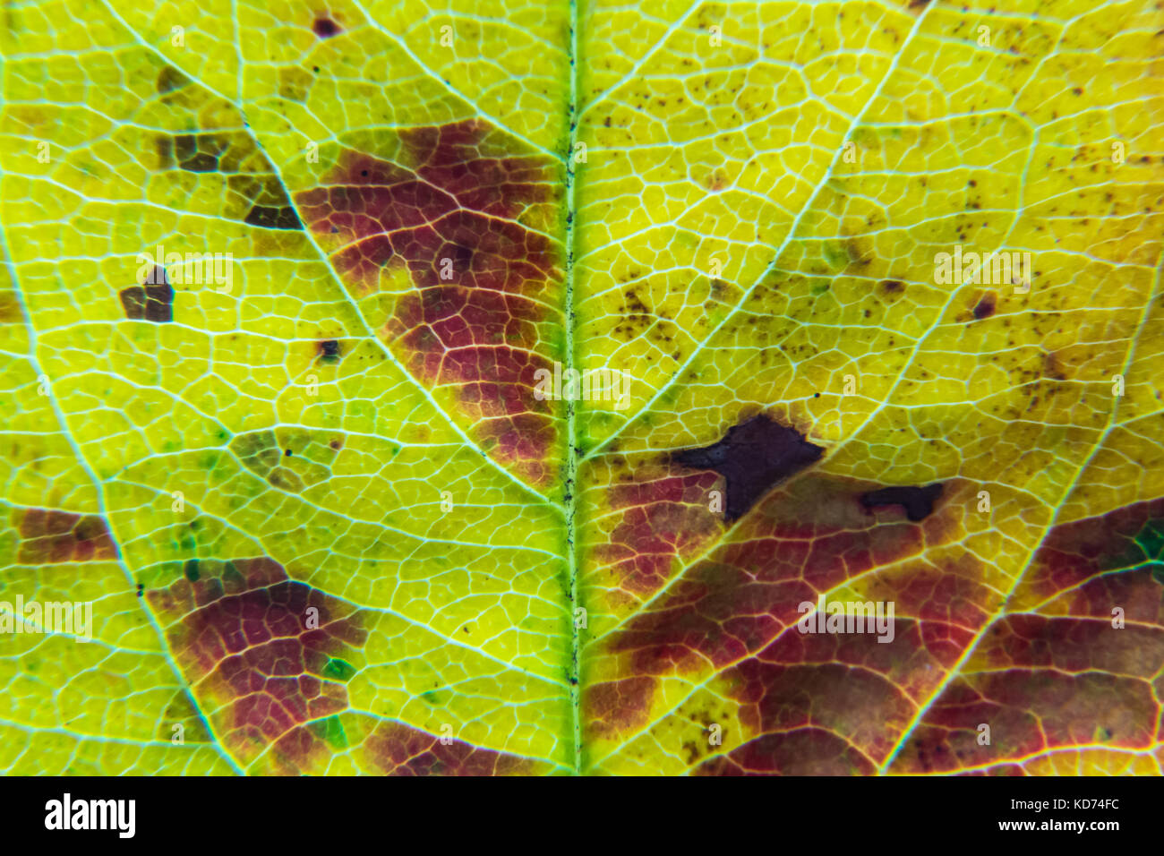 Macro of a fall leaf with veins Stock Photo - Alamy