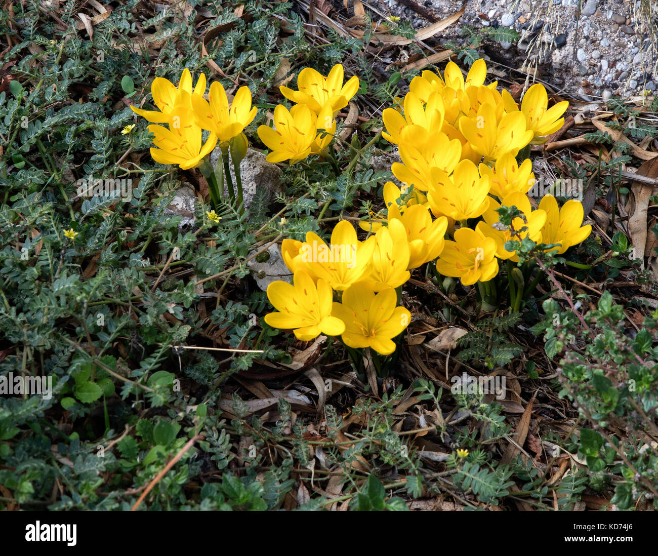 Yellow autumn crocus ( ? Sternbergia lutea ) emerging amongst roadside ...