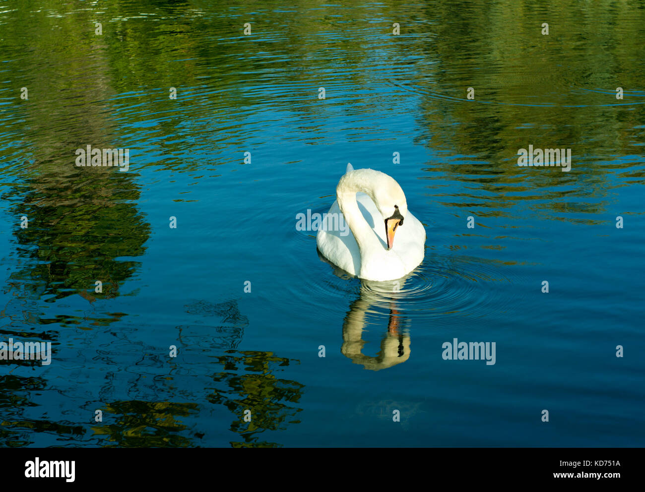 The swan floating on the surface of the water, with its head peering ...