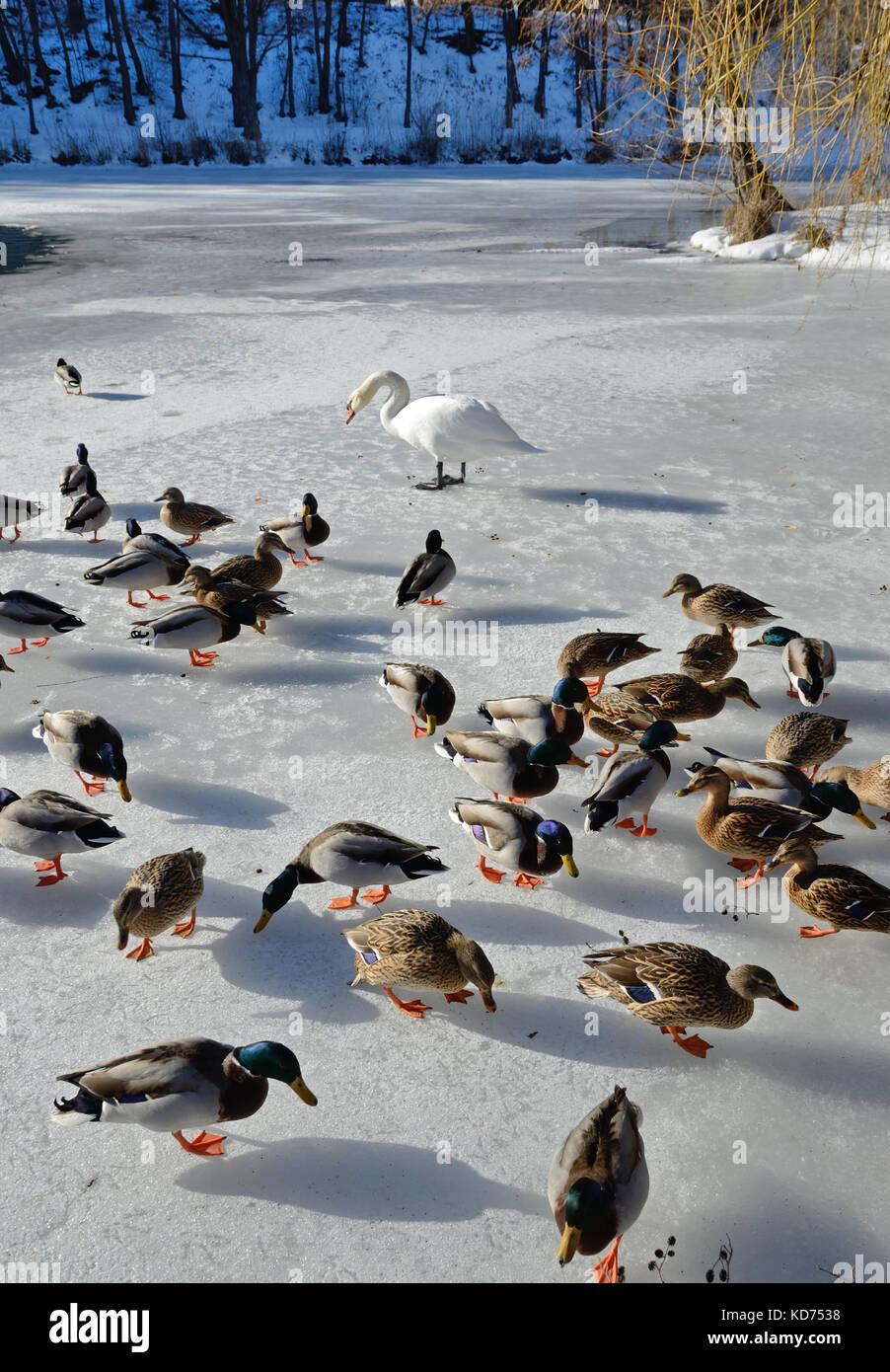 Tamed and how hi-res stock photography and images - Alamy