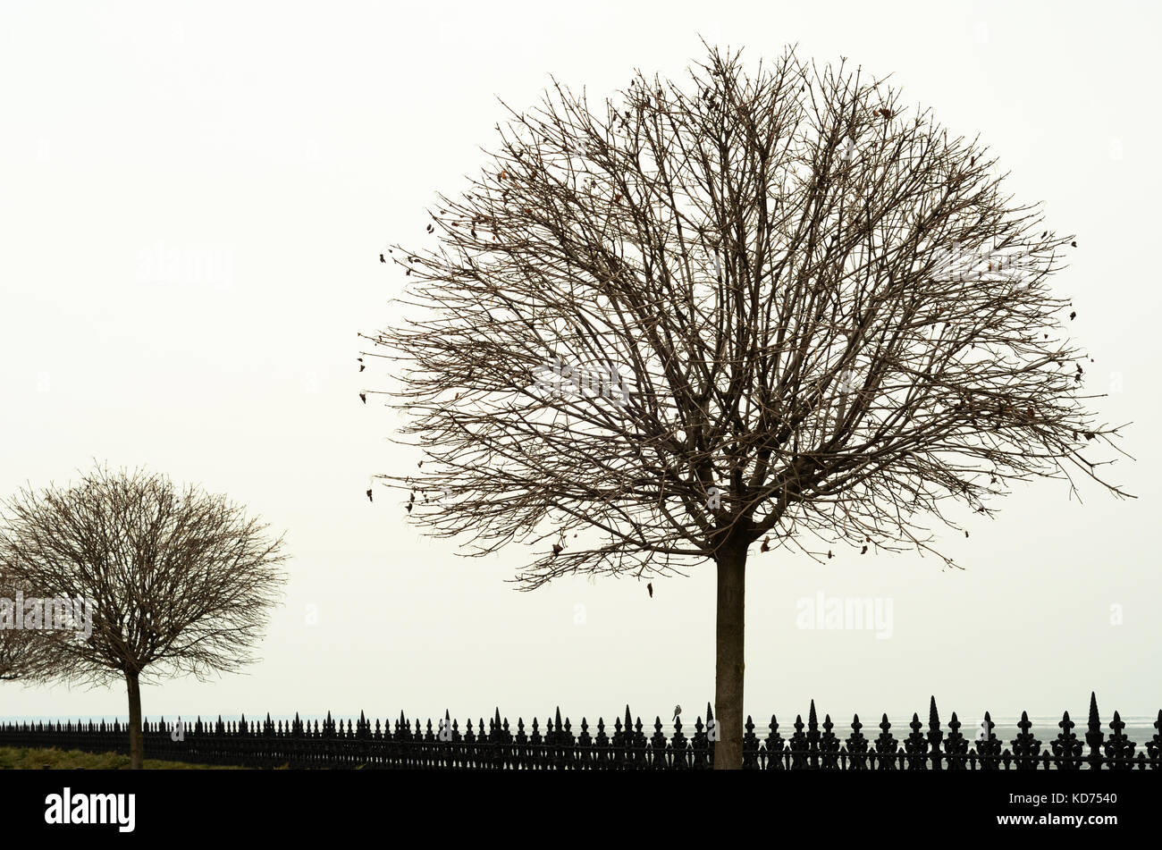 Bare trees with a round crown Stock Photo - Alamy