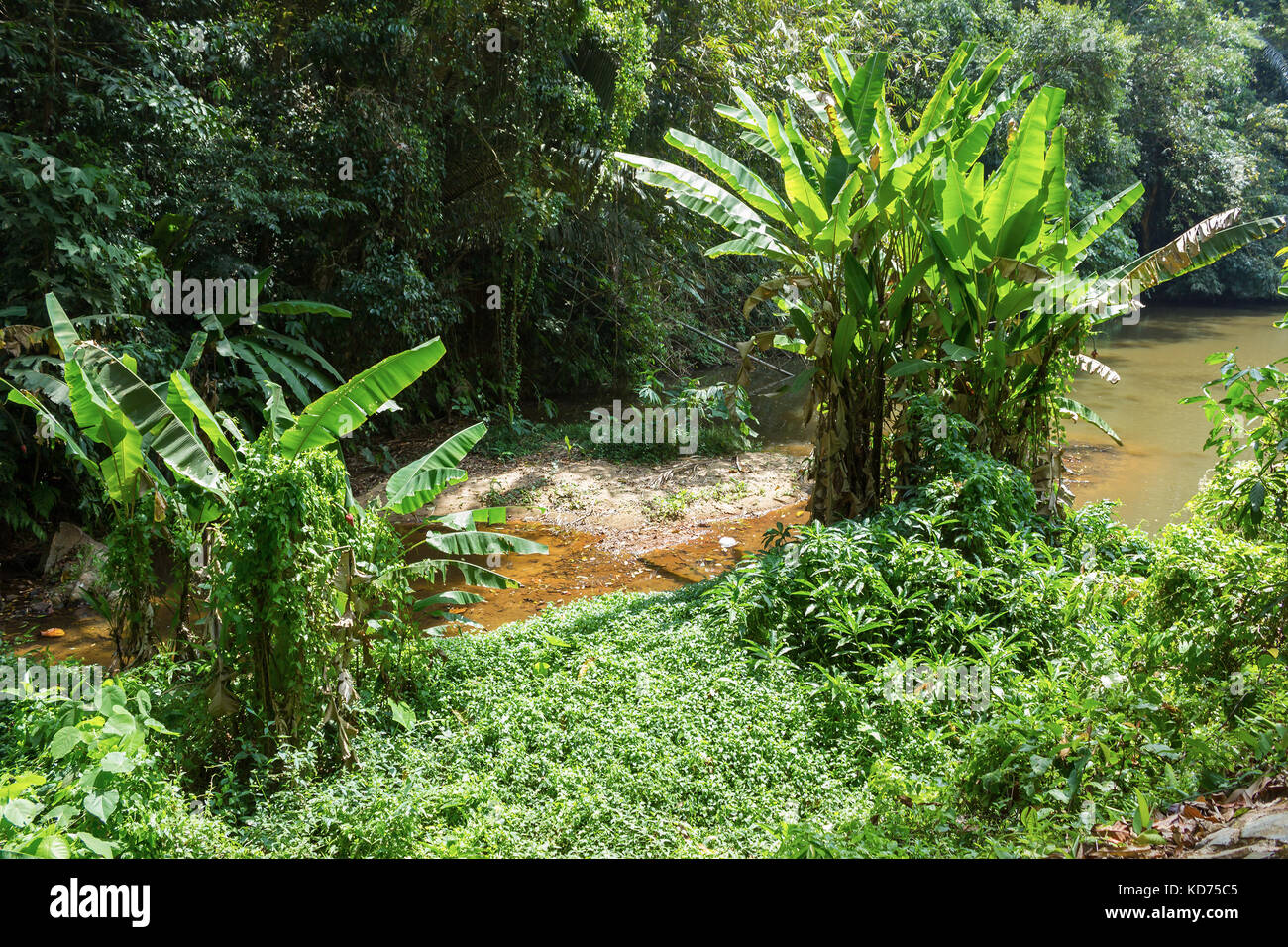 tropical jungles of South East Asia Stock Photo - Alamy