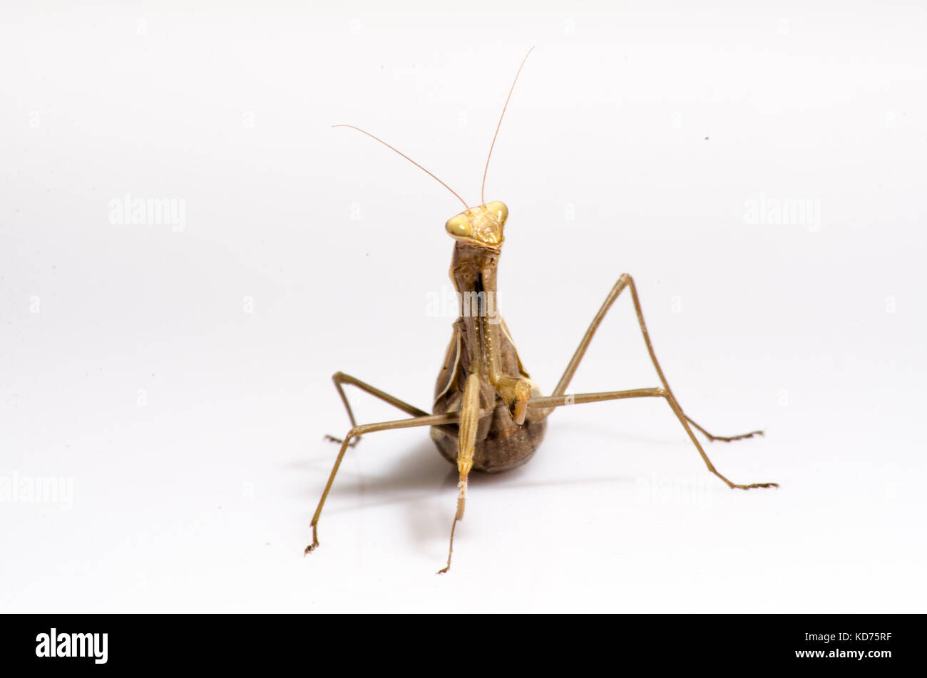 Wandering Violin Mantis, Gongylus gongylodes, in front of white ...