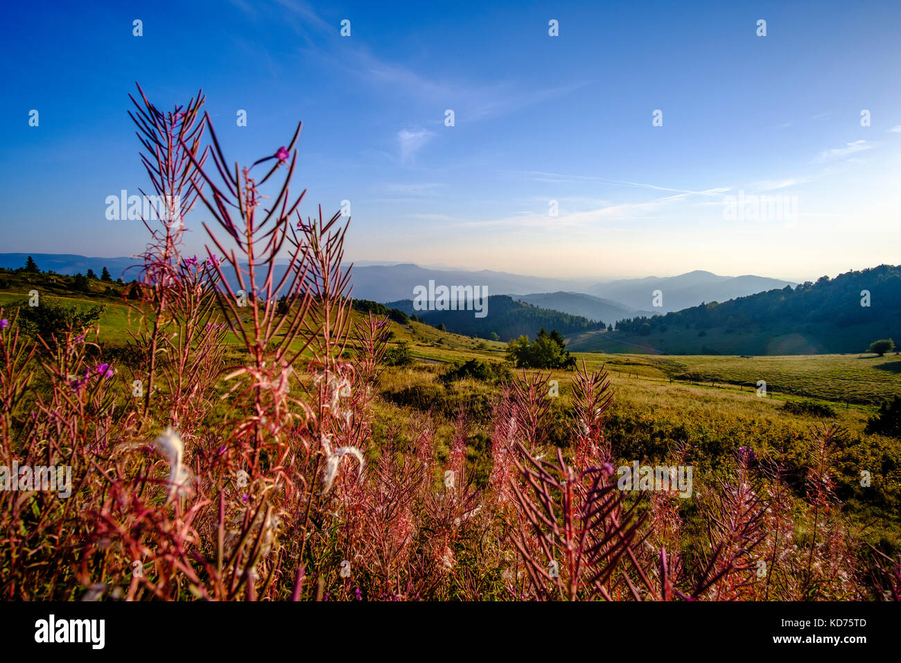 Grass alsace hi-res stock photography and images - Alamy